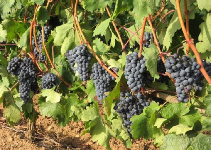 Los 8 tipos de vino tinto - Tips Para Tu Viaje