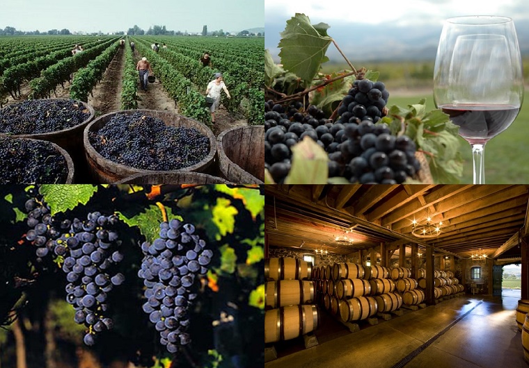 Los 8 tipos de vino tinto - Tips Para Tu Viaje