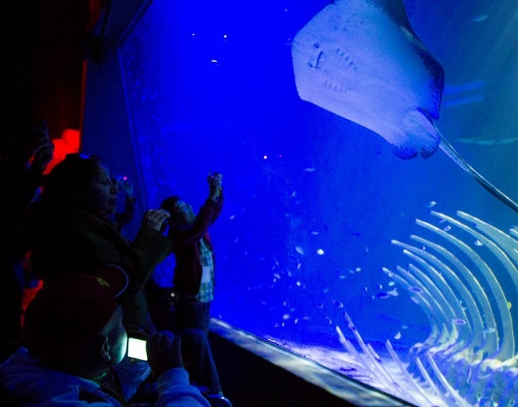 Acuario Inbursa: Guía Definitiva Y Lo Que Debes Saber Antes De ...