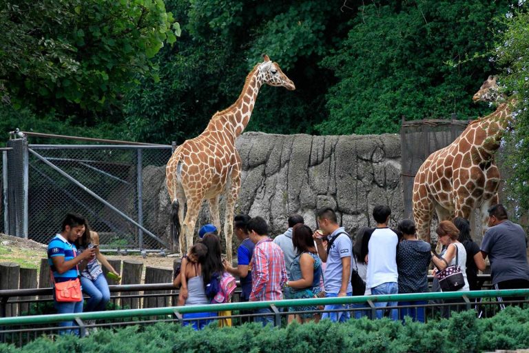 Zoológico De Chapultepec - guía turística detallada - Tips Para Tu Viaje