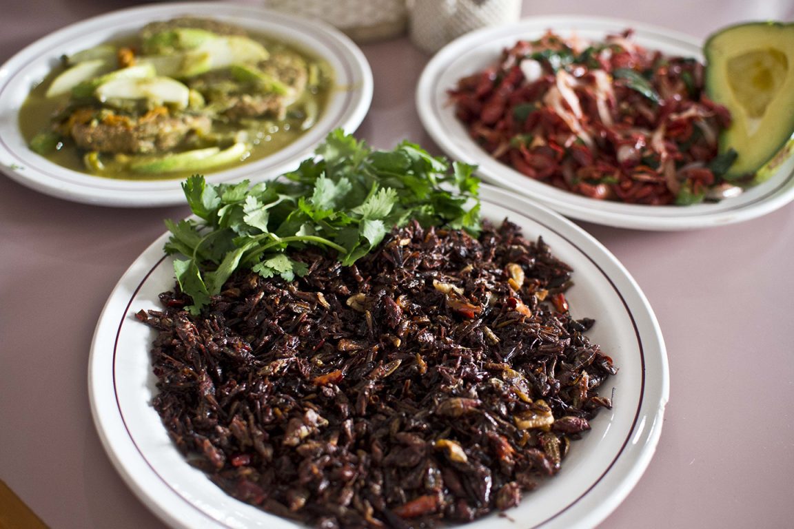 12 typical dishes of Mexico with insects - Mexico Daily Post