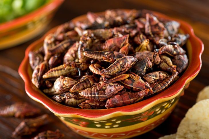 12 typical dishes of Mexico with insects - Mexico Daily Post