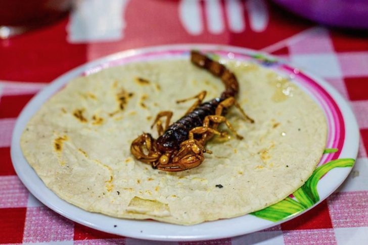 12 typical dishes of Mexico with insects - Mexico Daily Post