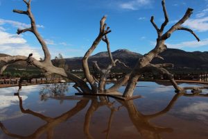 Bruma, Valle de Guadalupe: todo lo que debes saber - Tips Para Tu Viaje