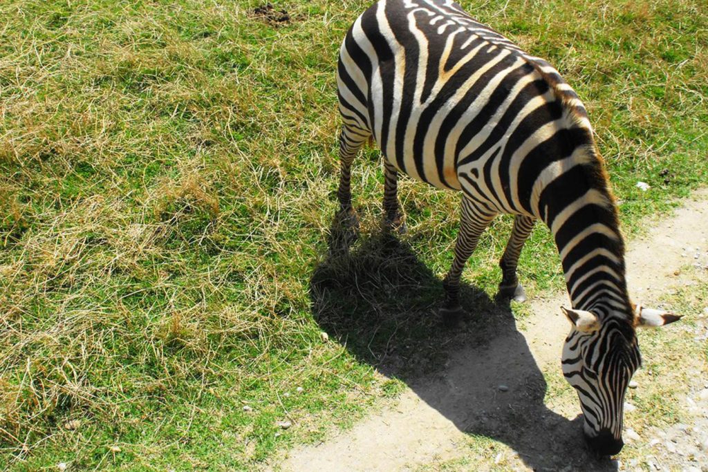 Bioparque Estrella México, todo lo que debes saber - Tips Para Tu Viaje