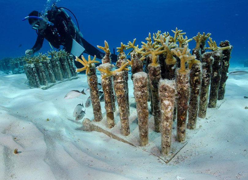 Punta Nizuc: descubre los arrecifes más hermosos de Cancún en este ...