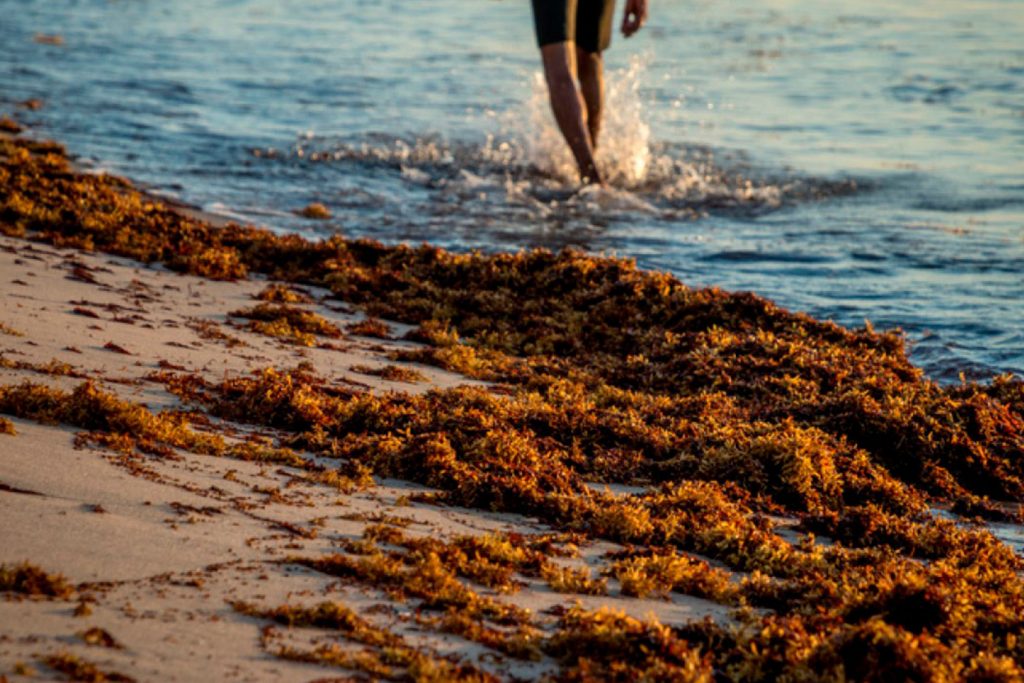 Sargazo en Cancún: por qué llega y en qué temporada hay más - Tips Para ...