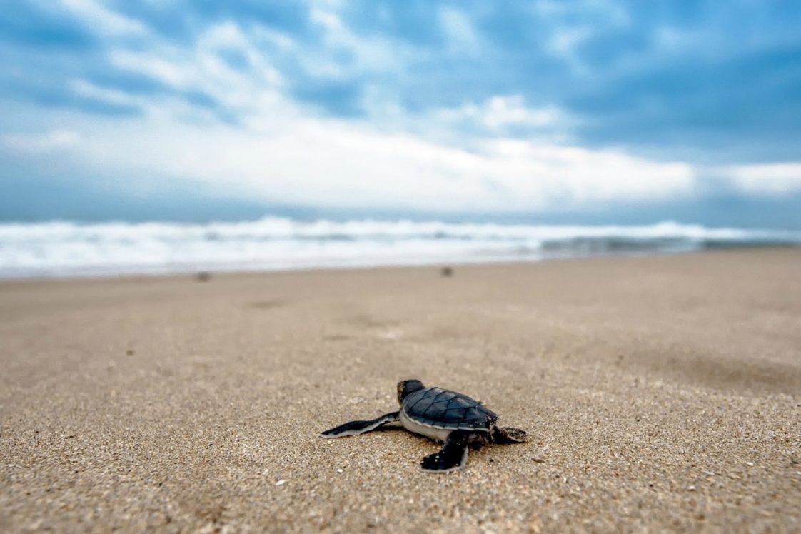 Las 23 mejores playas en Michoacán que tienes que visitar - Tips Para ...