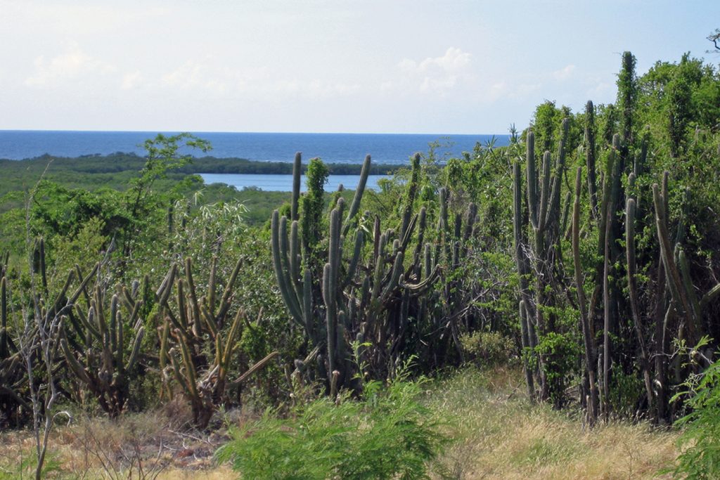 37 cosas que hacer en Puerto Rico - Tips Para Tu Viaje