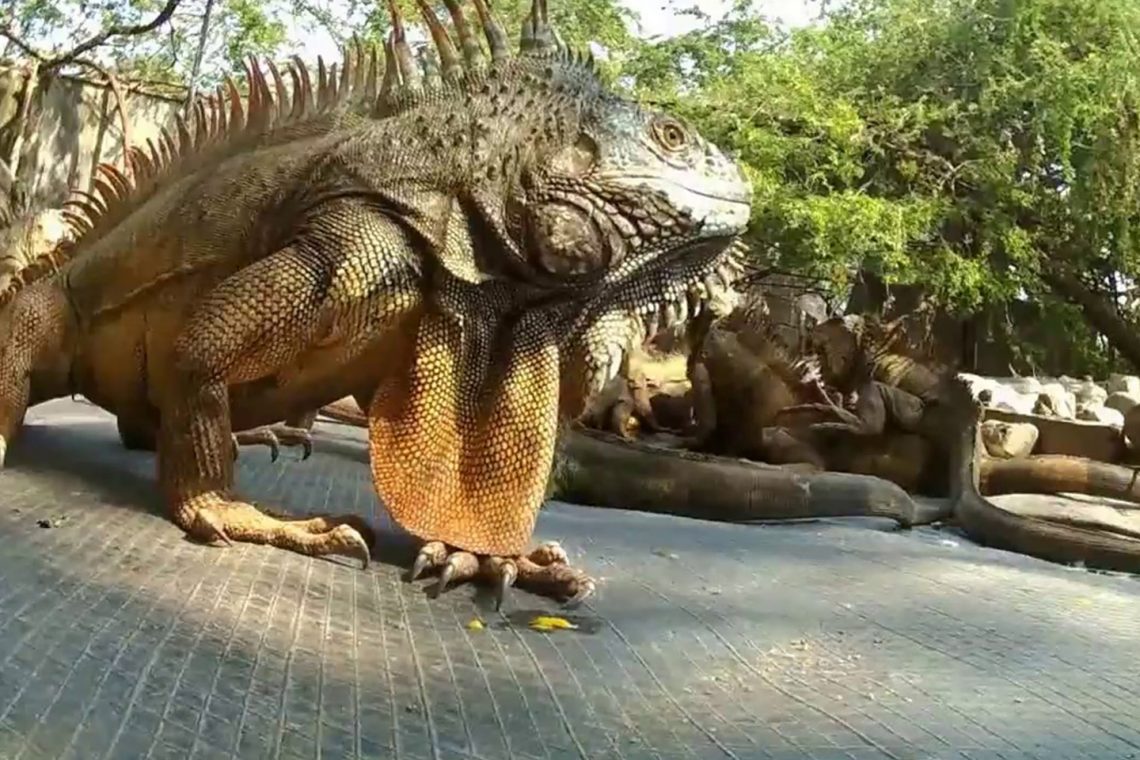 Los 23 mejores lugares turísticos de Colima, México - Tips Para Tu Viaje