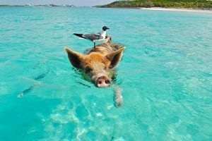 Las 20 mejores playas de las Bahamas que debes visitar - Tips Para Tu Viaje