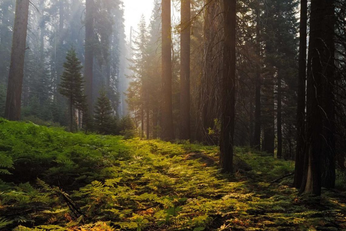 Los 14 mejores parques de California que debes visitar - Tips Para Tu Viaje