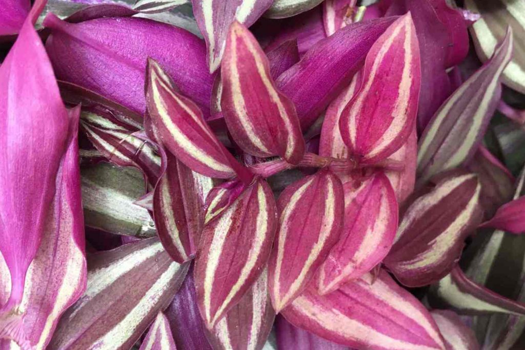 10 bebidas típicas de Tabasco que debes probar - Tips Para Tu Viaje