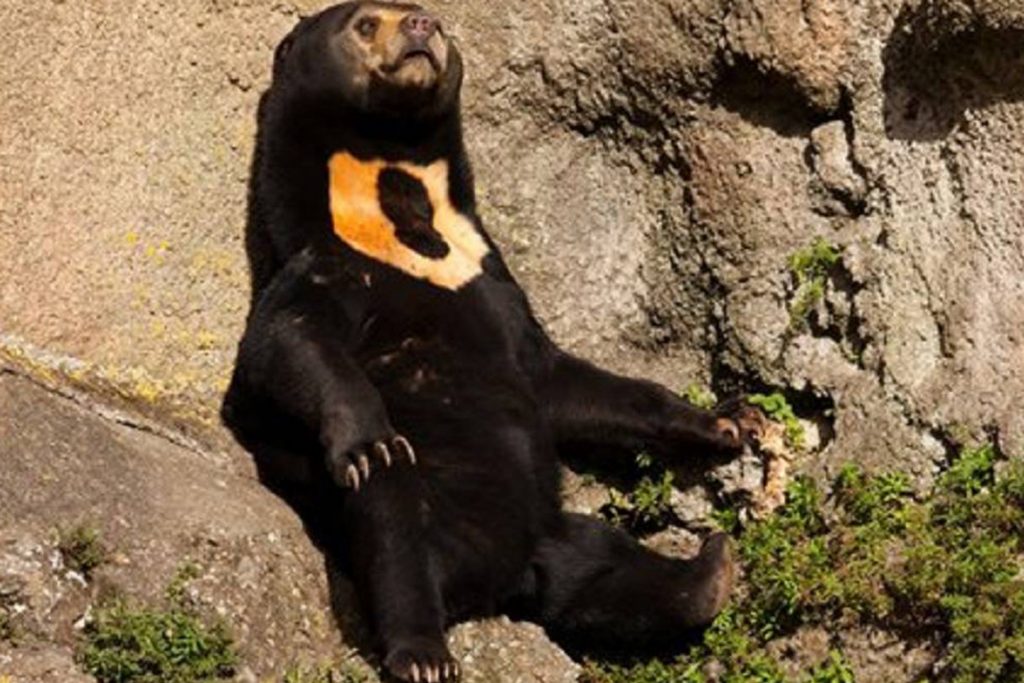 Zoológico de San Diego: 10 cosas que debes ver - Tips Para Tu Viaje