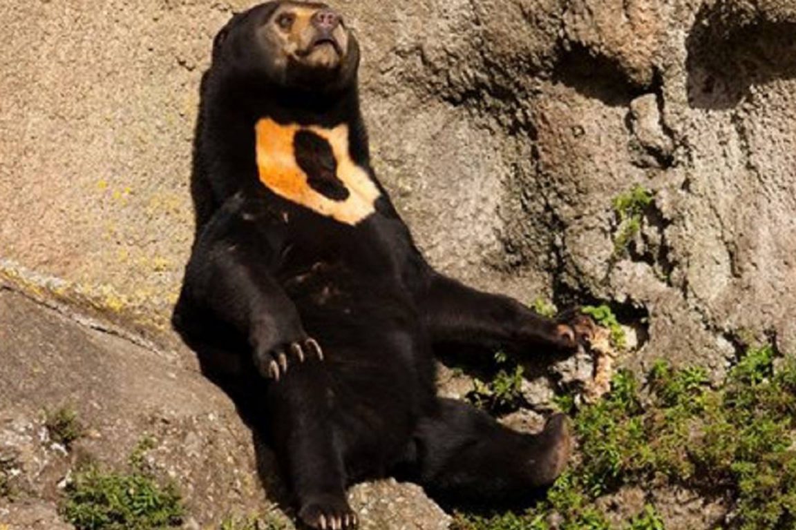 Zoológico de San Diego: 10 cosas que debes ver - Tips Para Tu Viaje